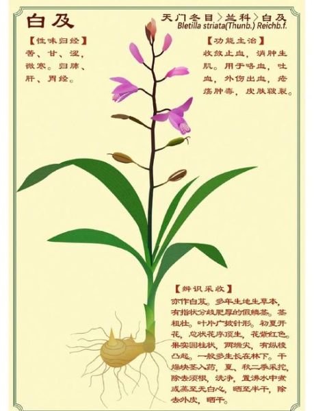 白芨的功效与作用_白芨主治哪些疾病-第1张图片-山城妙识