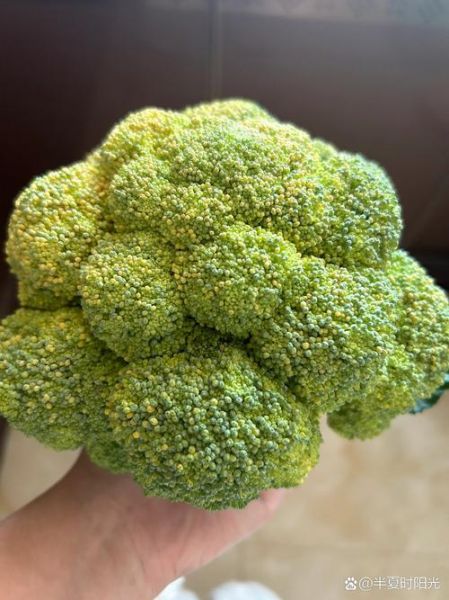 西兰花发黄能吃吗_西兰花变黄了还能吃吗-第3张图片-山城妙识