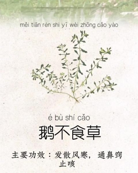 鹅不食草治疗鼻炎危害_鹅不食草副作用有哪些-第1张图片-山城妙识 鹅不食草治疗鼻炎危害_鹅不食草副作用有哪些-第1张图片-山城妙识