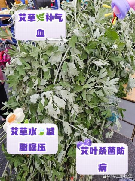 喝艾叶煮水有什么好处_艾叶水能天天喝吗-第3张图片-山城妙识