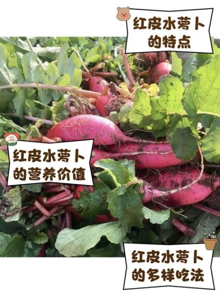 红水萝卜的功效与作用_怎么吃最养人-第1张图片-山城妙识