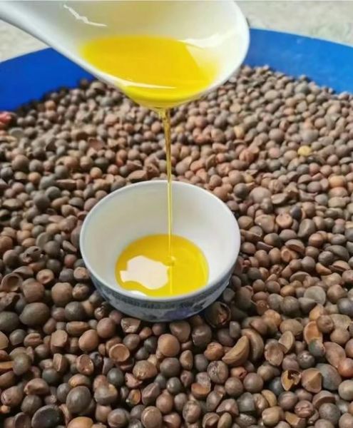 茶油治恶性肿瘤吗_茶油抗癌真相-第1张图片-山城妙识