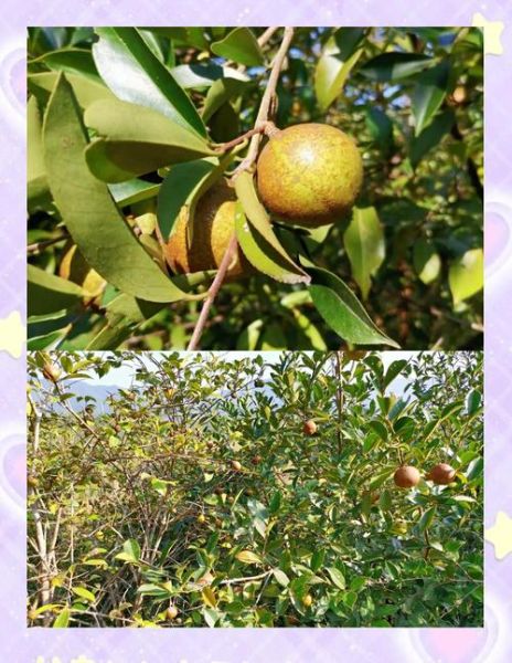 茶油治恶性肿瘤吗_茶油抗癌真相-第2张图片-山城妙识