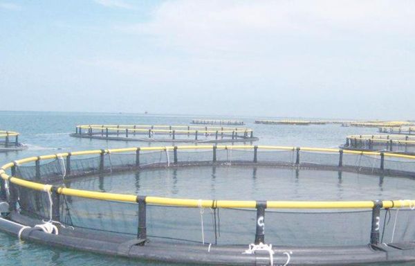 龙虾养殖池怎么设计_龙虾养殖池设计图要点-第2张图片-山城妙识