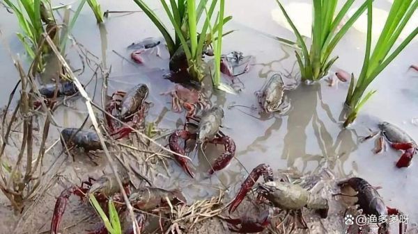 龙虾养殖池怎么设计_龙虾养殖池设计图要点-第3张图片-山城妙识