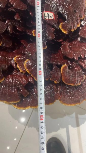 野生灵芝一般长几年_野生灵芝多少年成熟-第1张图片-山城妙识