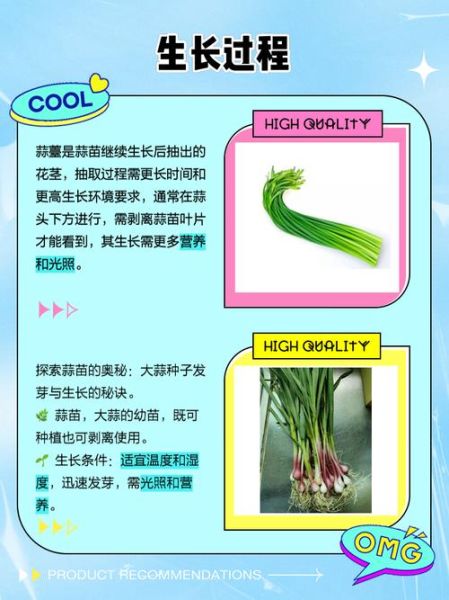 蒜苔是怎么长出来的_蒜苔生长过程-第1张图片-山城妙识