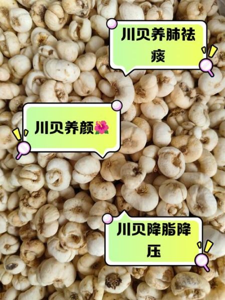 川贝副作用有哪些_川贝禁忌人群-第3张图片-山城妙识