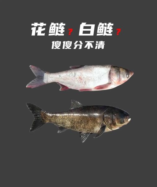 鳙鱼和鲢鱼的区别_哪个更好吃-第1张图片-山城妙识