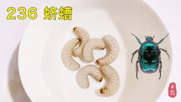 地蚕图片_地蚕长什么样-第3张图片-山城妙识