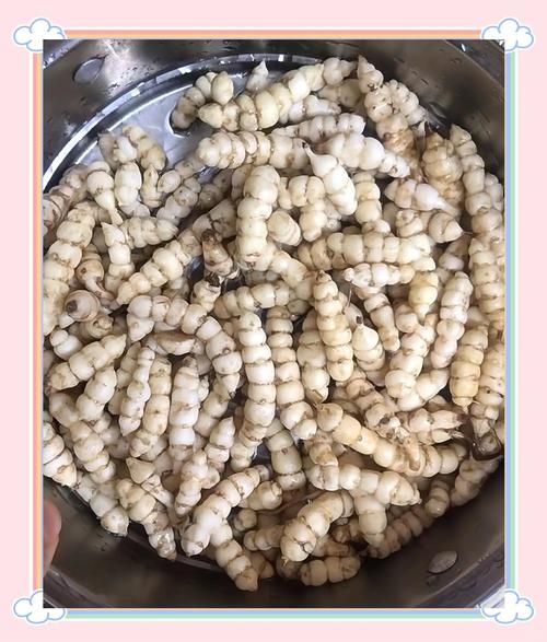 地蚕图片_地蚕长什么样-第1张图片-山城妙识