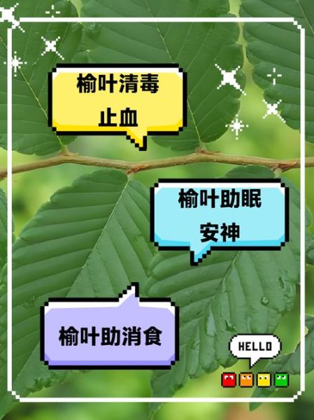 榆树叶的功效与作用_榆树叶怎么吃-第1张图片-山城妙识