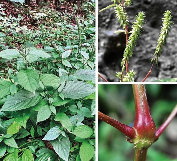 牛膝长什么样_牛膝图片如何辨别真假-第3张图片-山城妙识 牛膝长什么样_牛膝图片如何辨别真假-第3张图片-山城妙识