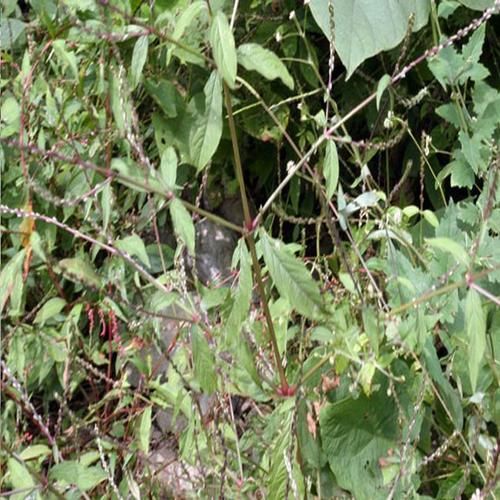 牛膝长什么样_牛膝图片如何辨别真假-第1张图片-山城妙识 牛膝长什么样_牛膝图片如何辨别真假-第1张图片-山城妙识