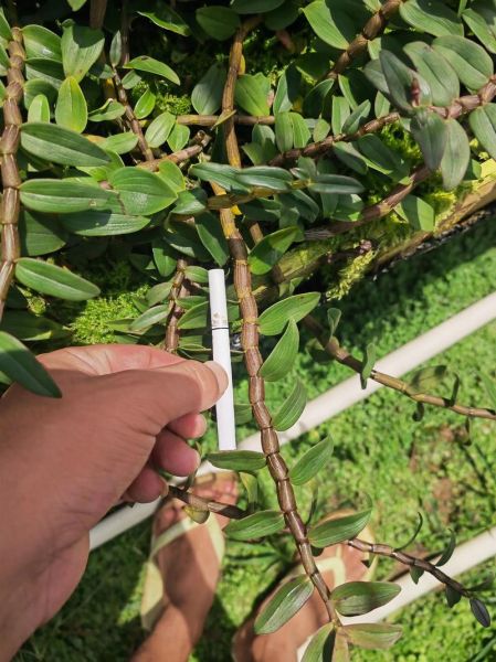 铁皮石斛多少钱一斤_正宗霍山铁皮石斛价格-第2张图片-山城妙识