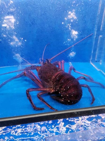 澳洲大龙虾怎么选_澳洲大龙虾多少钱一斤-第1张图片-山城妙识