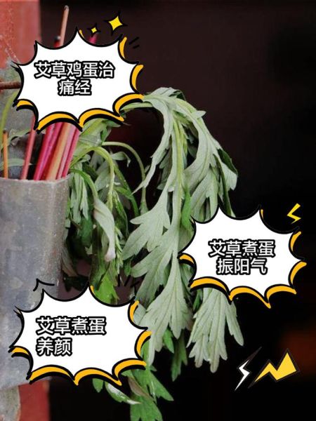 艾叶煮鸡蛋可以去湿气吗_艾叶鸡蛋去湿气效果-第3张图片-山城妙识