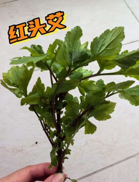 艾叶煮鸡蛋可以去湿气吗_艾叶鸡蛋去湿气效果-第2张图片-山城妙识