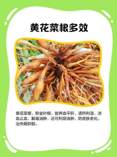 黄花菜根治什么病_黄花菜根偏方大全-第3张图片-山城妙识