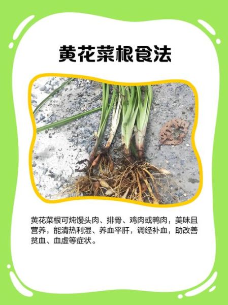 黄花菜根治什么病_黄花菜根偏方大全-第2张图片-山城妙识