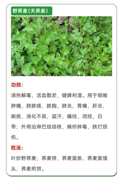 野菜图片大全及名字图库_野菜有哪些功效与作用-第1张图片-山城妙识