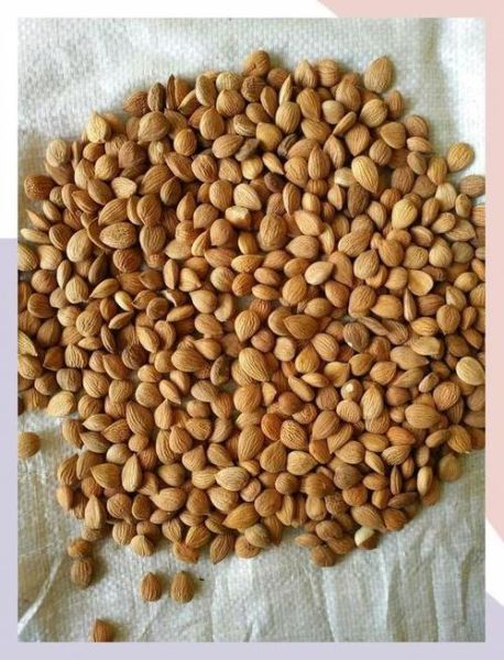 苦杏仁甙的功效与作用_苦杏仁甙怎么吃才安全-第2张图片-山城妙识