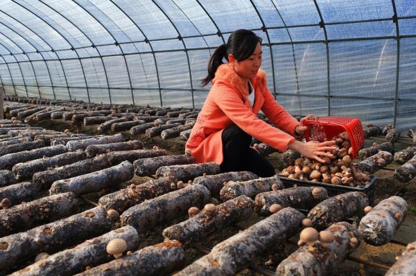 香菇怎么种_香菇种植最简单的方法-第3张图片-山城妙识