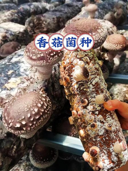 香菇怎么种_香菇种植最简单的方法-第2张图片-山城妙识