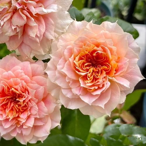 南瓜灯笼月季优缺点_适合盆栽吗-第2张图片-山城妙识