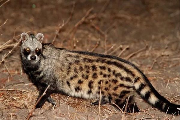 麝香猫多少钱一只_合法购买渠道有哪些-第1张图片-山城妙识