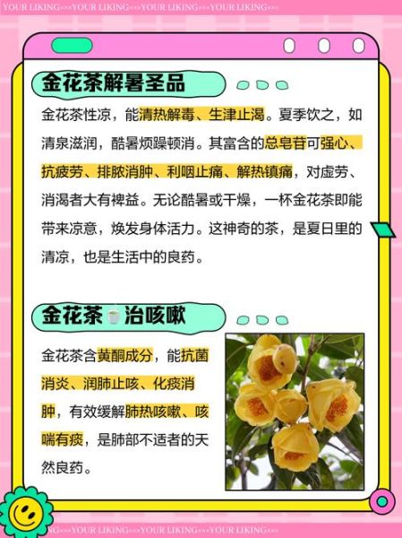 金花茶有什么功效_金花茶的功效与作用-第1张图片-山城妙识