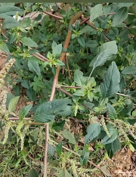 野生苋菜图片高清_野生苋菜长什么样-第2张图片-山城妙识