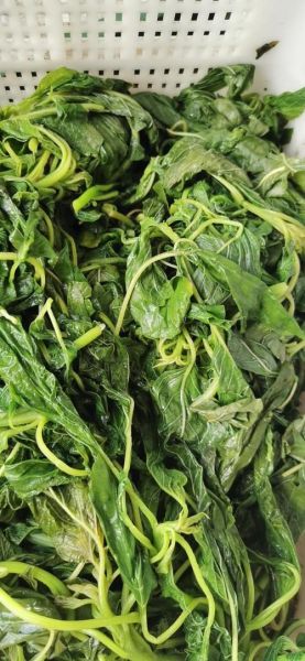 野生苋菜图片高清_野生苋菜长什么样-第3张图片-山城妙识