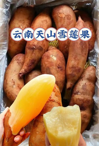 雪莲果的功效与作用及禁忌_雪莲果什么人不能吃-第3张图片-山城妙识