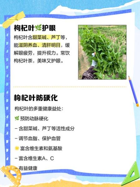 枸杞叶的功效与作用_枸杞叶怎么吃最好-第2张图片-山城妙识