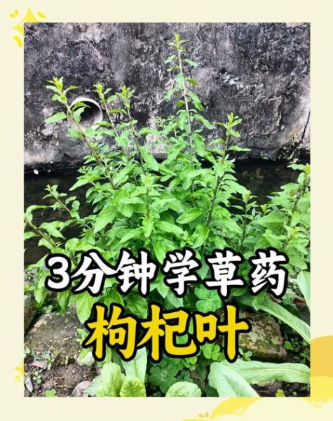 枸杞叶的功效与作用_枸杞叶怎么吃最好-第1张图片-山城妙识