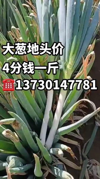 大葱批发价多少钱一斤_2024年大葱价格走势预测-第1张图片-山城妙识 大葱批发价多少钱一斤_2024年大葱价格走势预测-第1张图片-山城妙识