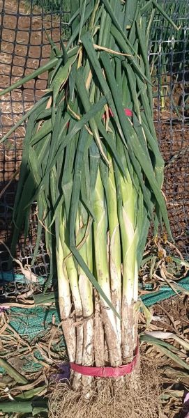 大葱批发价多少钱一斤_2024年大葱价格走势预测-第2张图片-山城妙识 大葱批发价多少钱一斤_2024年大葱价格走势预测-第2张图片-山城妙识