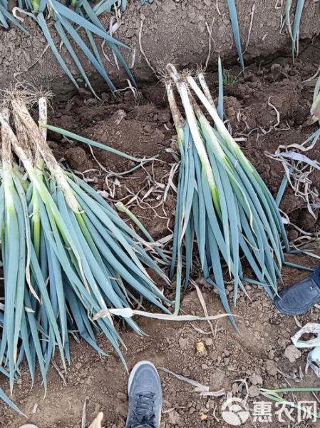 大葱批发价多少钱一斤_2024年大葱价格走势预测-第3张图片-山城妙识 大葱批发价多少钱一斤_2024年大葱价格走势预测-第3张图片-山城妙识
