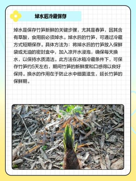 鲜笋怎么保存时间长_鲜笋焯水后冷冻能放多久-第1张图片-山城妙识