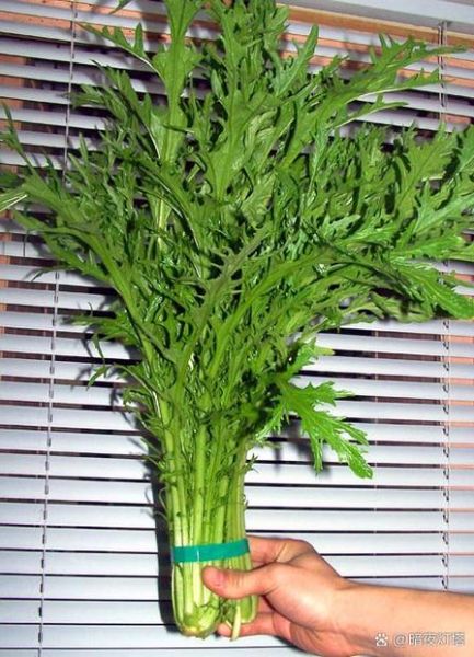 雪里红菜的营养价值_雪里红菜怎么吃最健康-第3张图片-山城妙识