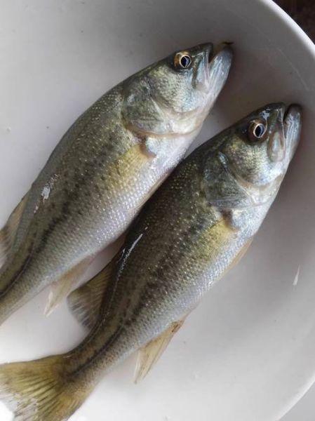 鲈鱼图片大全大图_淡水鲈鱼怎么分辨-第1张图片-山城妙识