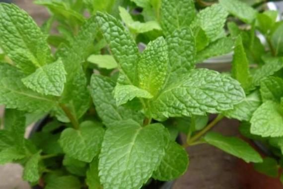 薄荷网热量查询怎么用_薄荷网热量查询准确吗-第1张图片-山城妙识