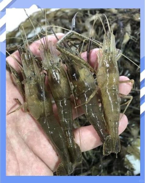 青虾养殖技术_如何提高青虾成活率-第2张图片-山城妙识