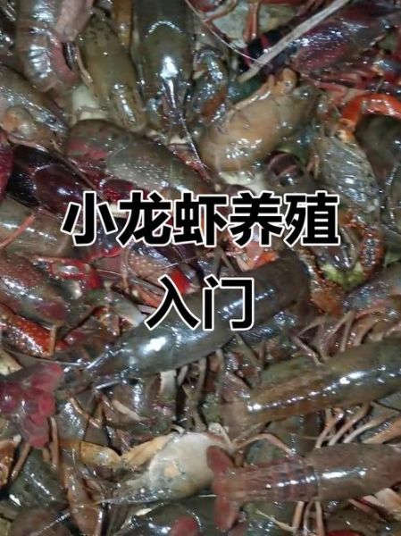 青虾养殖技术_如何提高青虾成活率-第3张图片-山城妙识