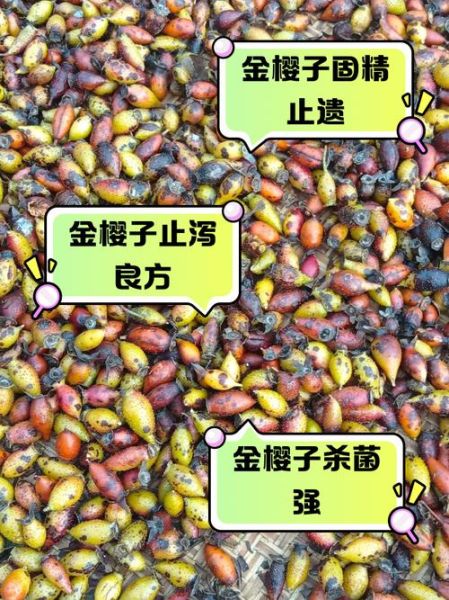 金樱子能提高性功能吗_金樱子壮阳效果怎么样-第1张图片-山城妙识