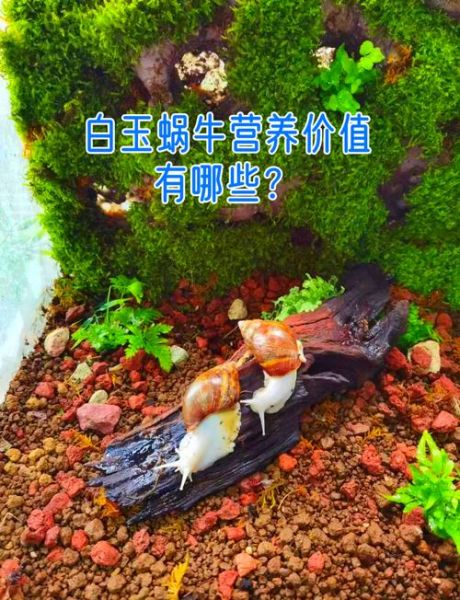 白玉蜗牛养殖回收靠谱吗_如何识别骗局-第1张图片-山城妙识 白玉蜗牛养殖回收靠谱吗_如何识别骗局-第1张图片-山城妙识