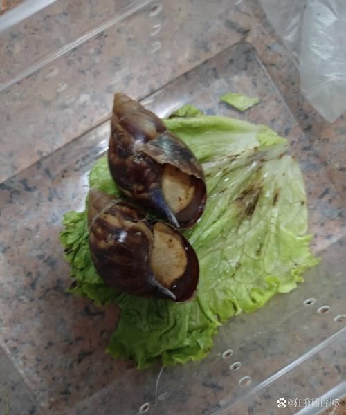 白玉蜗牛养殖回收靠谱吗_如何识别骗局-第3张图片-山城妙识 白玉蜗牛养殖回收靠谱吗_如何识别骗局-第3张图片-山城妙识