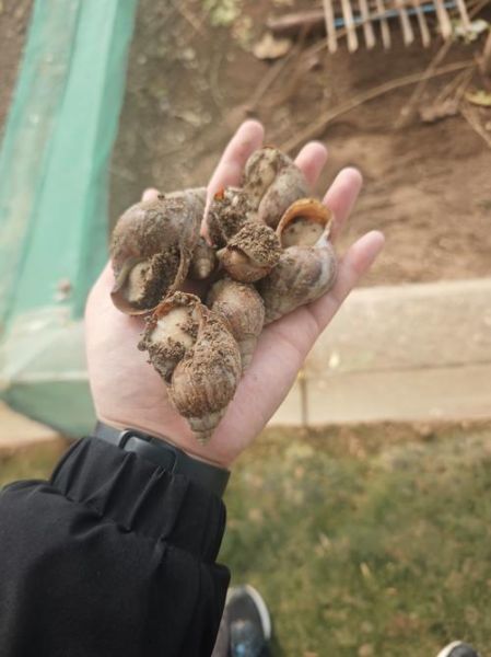 白玉蜗牛养殖回收靠谱吗_如何识别骗局-第2张图片-山城妙识 白玉蜗牛养殖回收靠谱吗_如何识别骗局-第2张图片-山城妙识