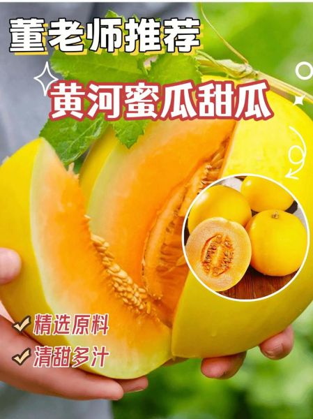黄河蜜瓜的功效与作用_孕妇能吃吗-第2张图片-山城妙识 黄河蜜瓜的功效与作用_孕妇能吃吗-第2张图片-山城妙识